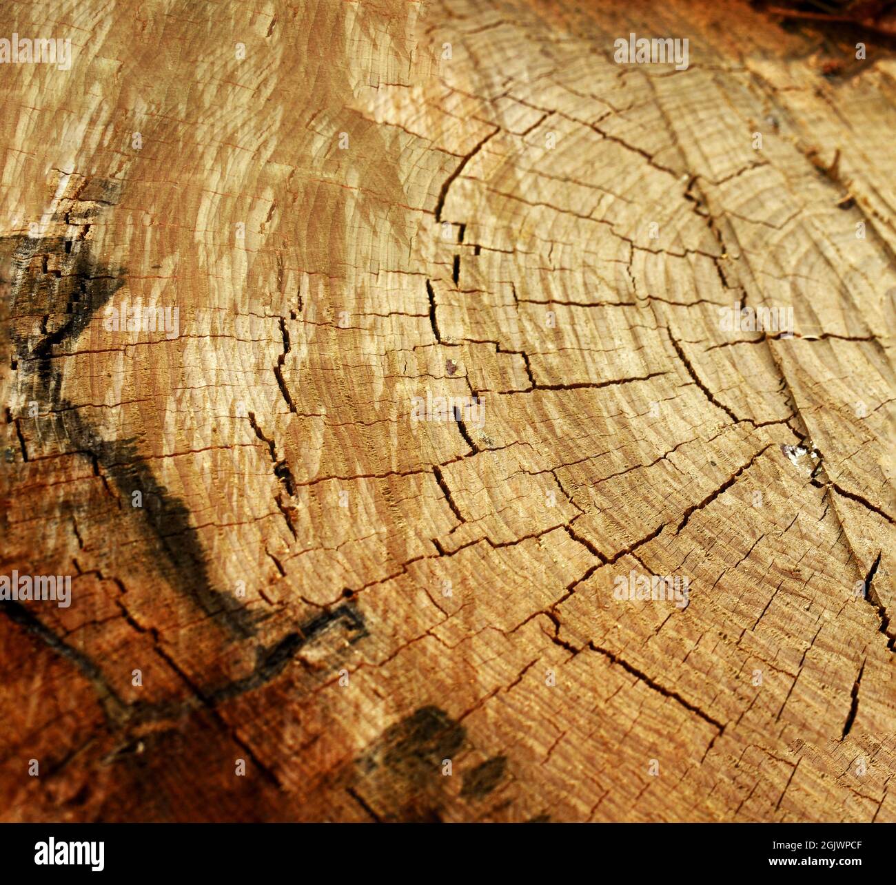 wood tree texture pattern selective focus Stock Photo - Alamy