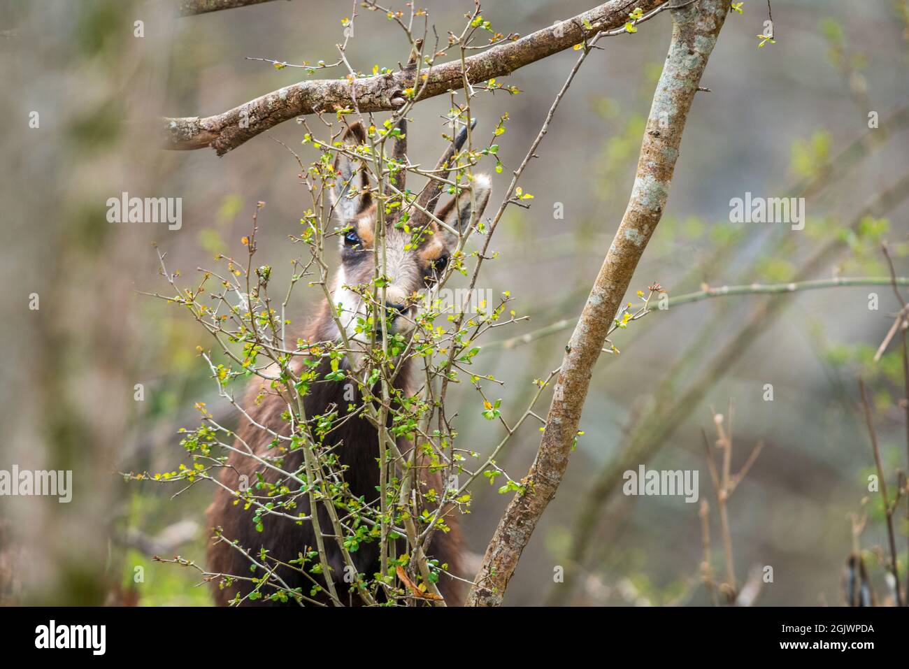 Hidden behind a bush hi-res stock photography and images - Alamy