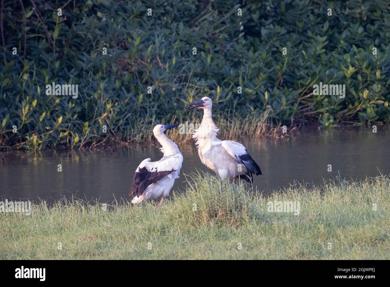 Oriental Stork seeking for food in wetland Stock Photo - Alamy