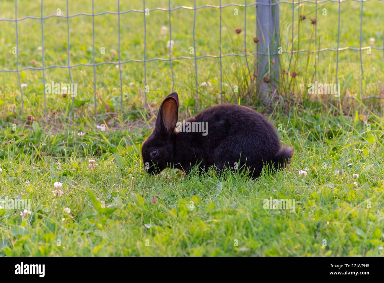 rabbit in the grass Stock Photo - Alamy