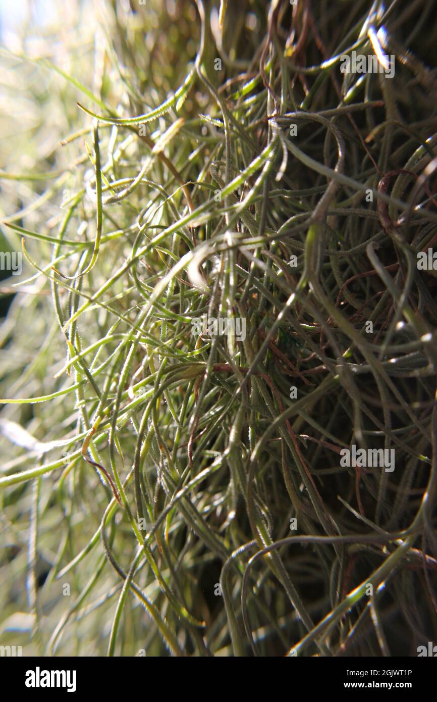 Full frame of tangled Spanish moss hanging down in the bright summer ...