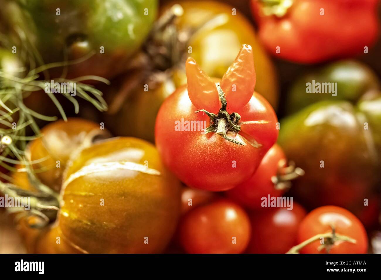Ripe vegetables with herbs on a wooden background.Harvest from the ...