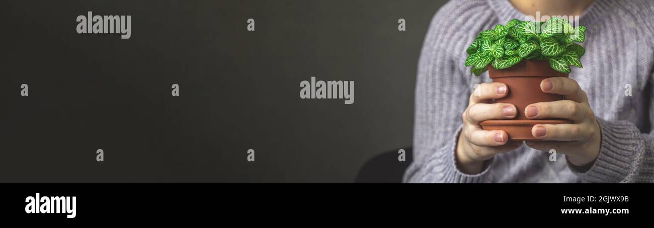 Close-up girl's hands holding a pot with green home plats. Banner with ...