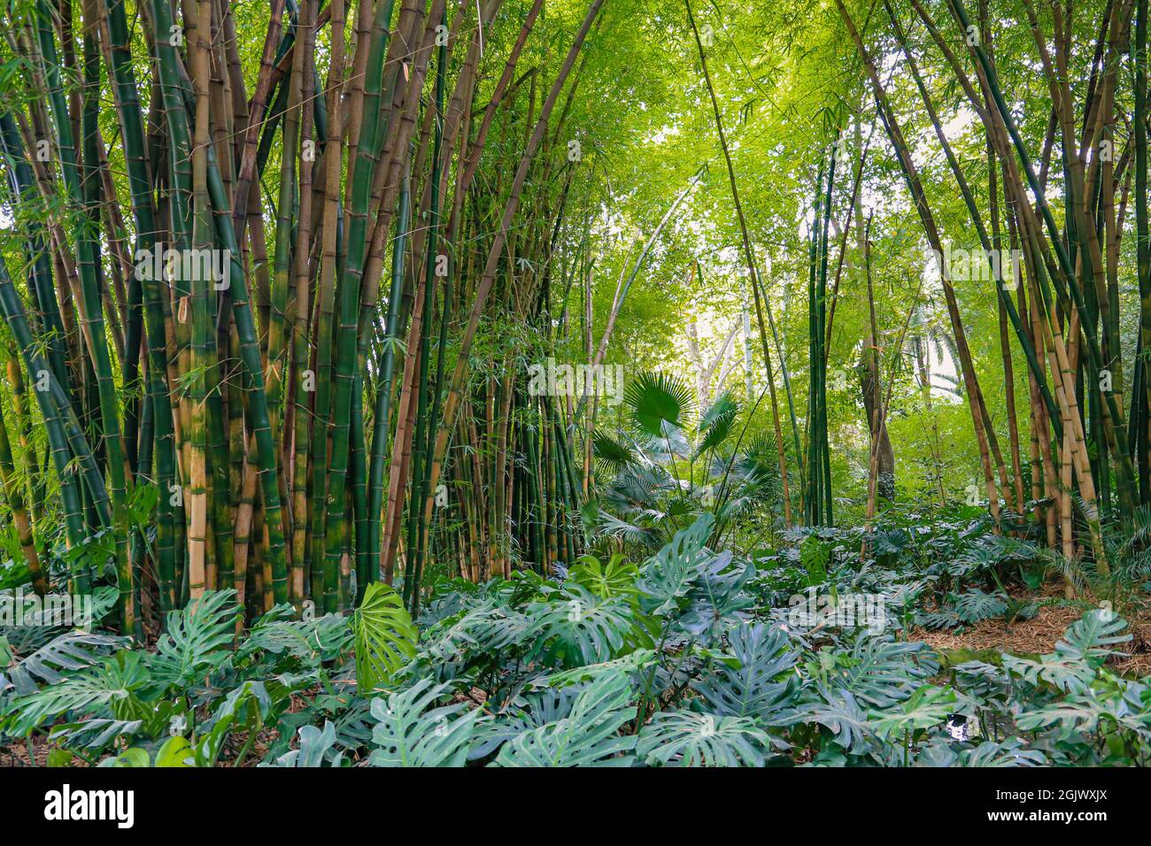 Bamboo branch in bamboo forest, beautiful green nature background Stock ...