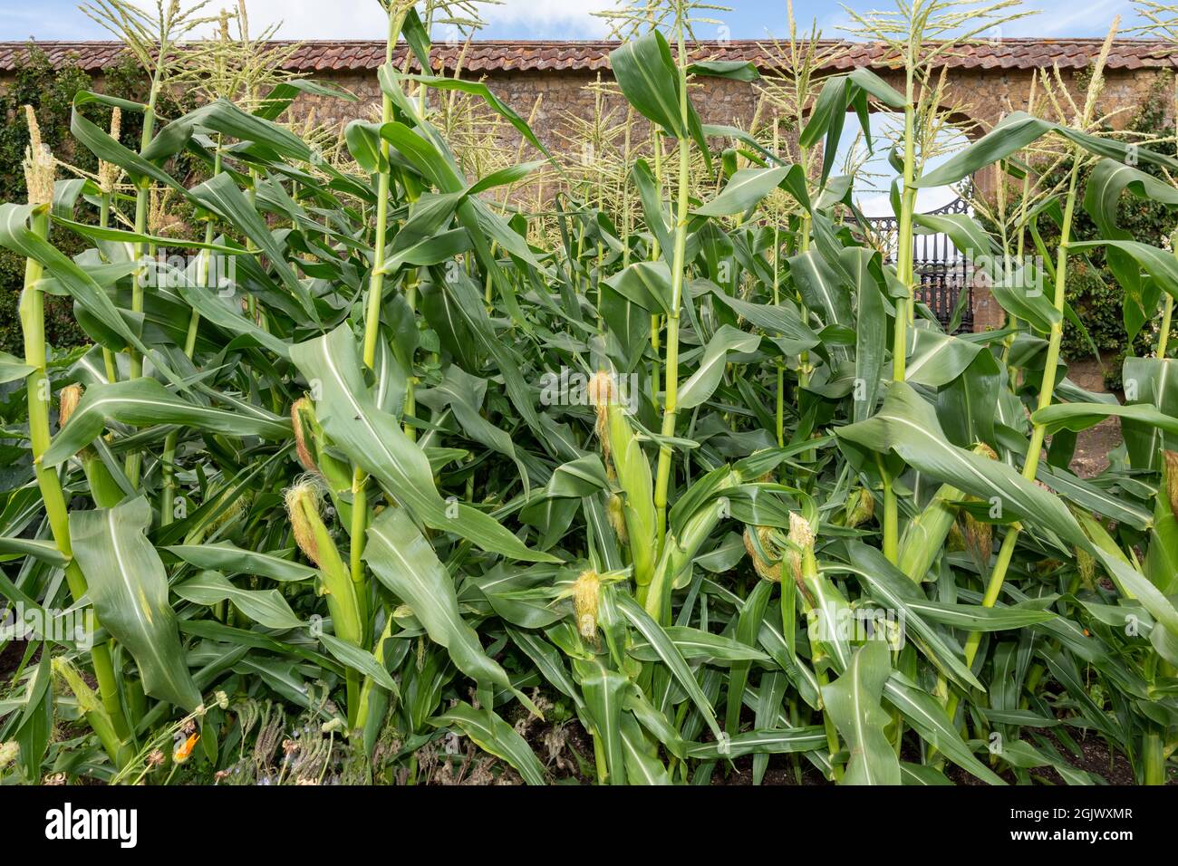 Close up of rows of maize in a walled garden Stock Photo - Alamy