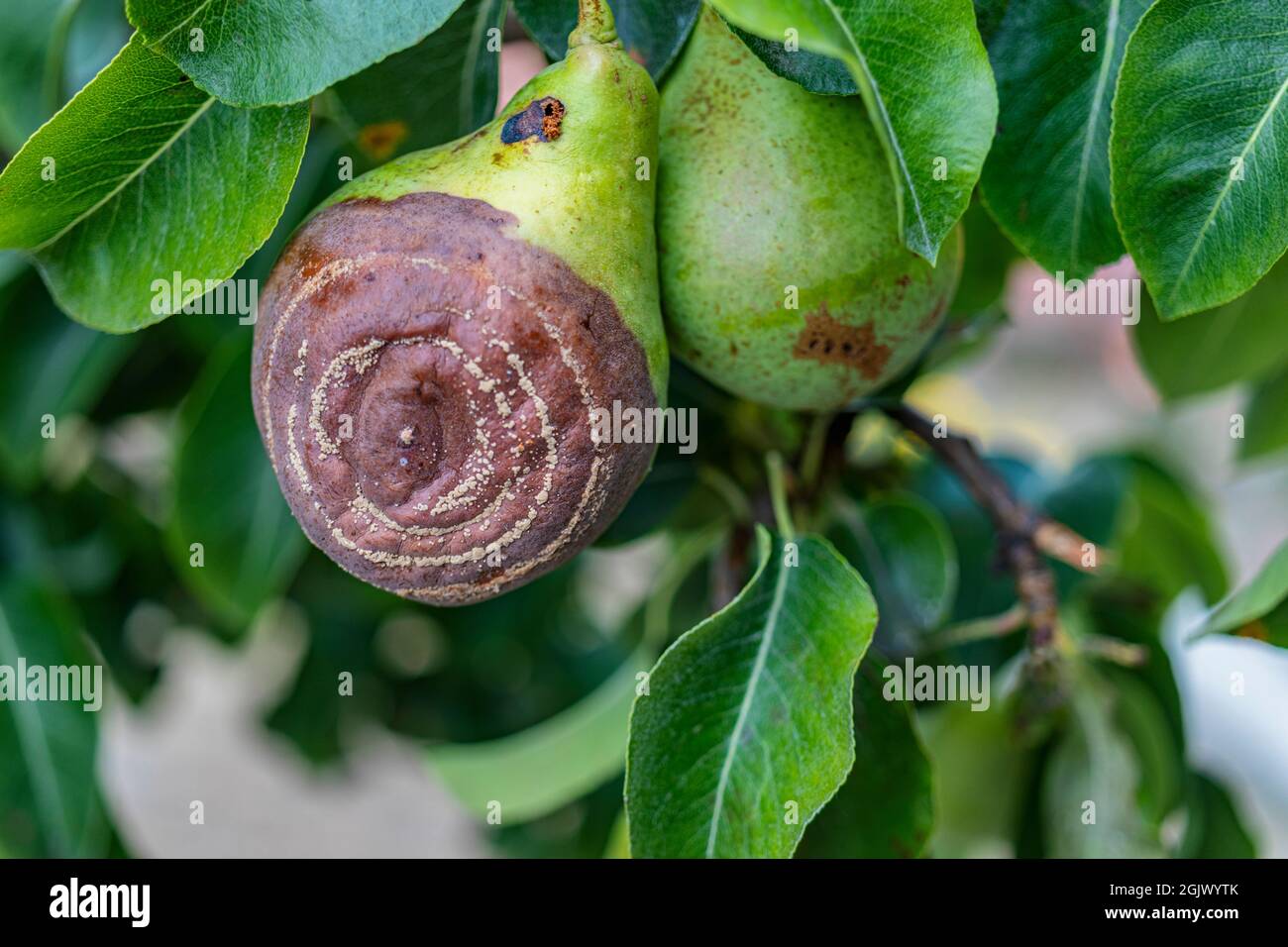 Rotten Pear High Resolution Stock Photography and Images - Alamy