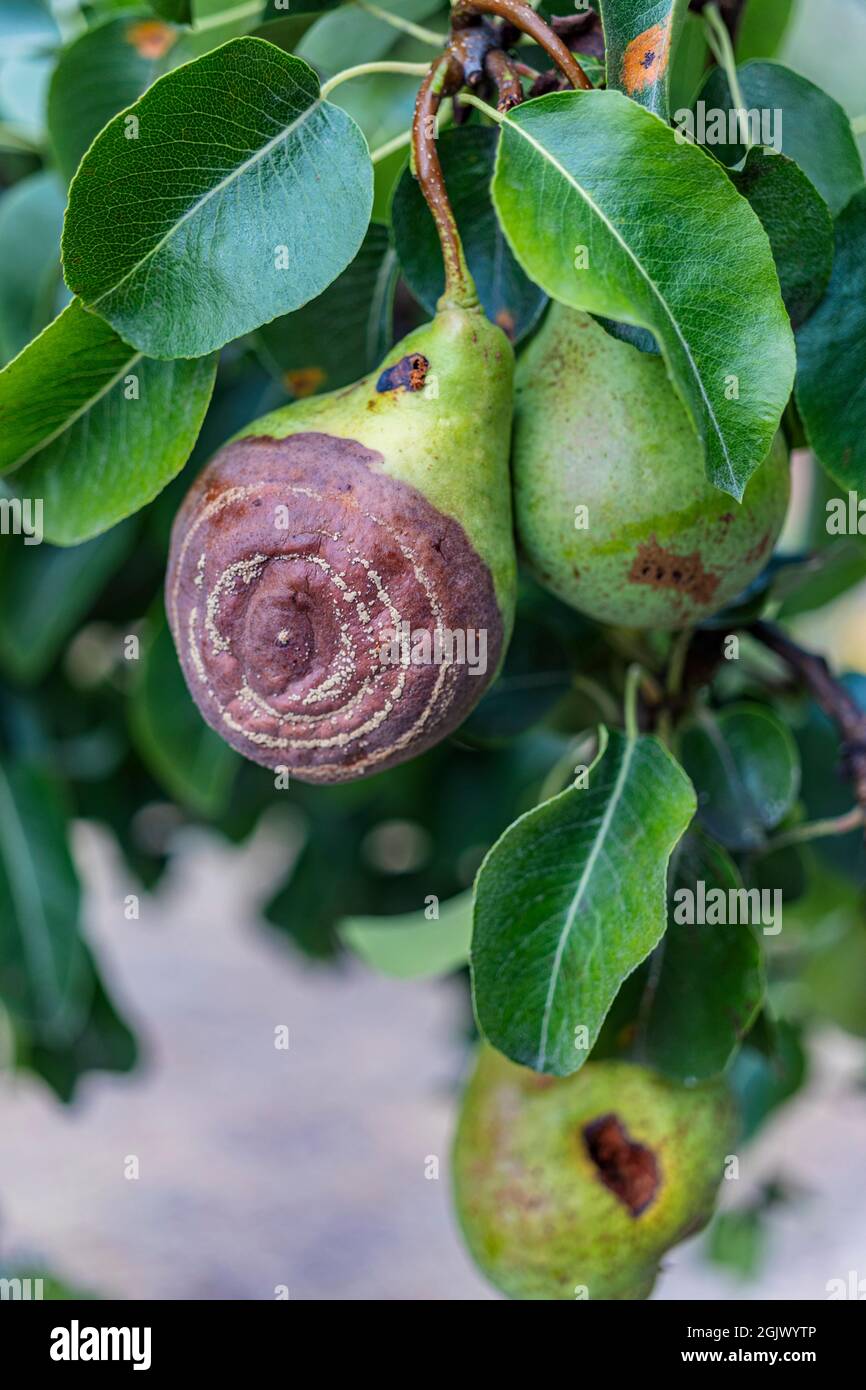 Rotten Pear High Resolution Stock Photography and Images - Alamy