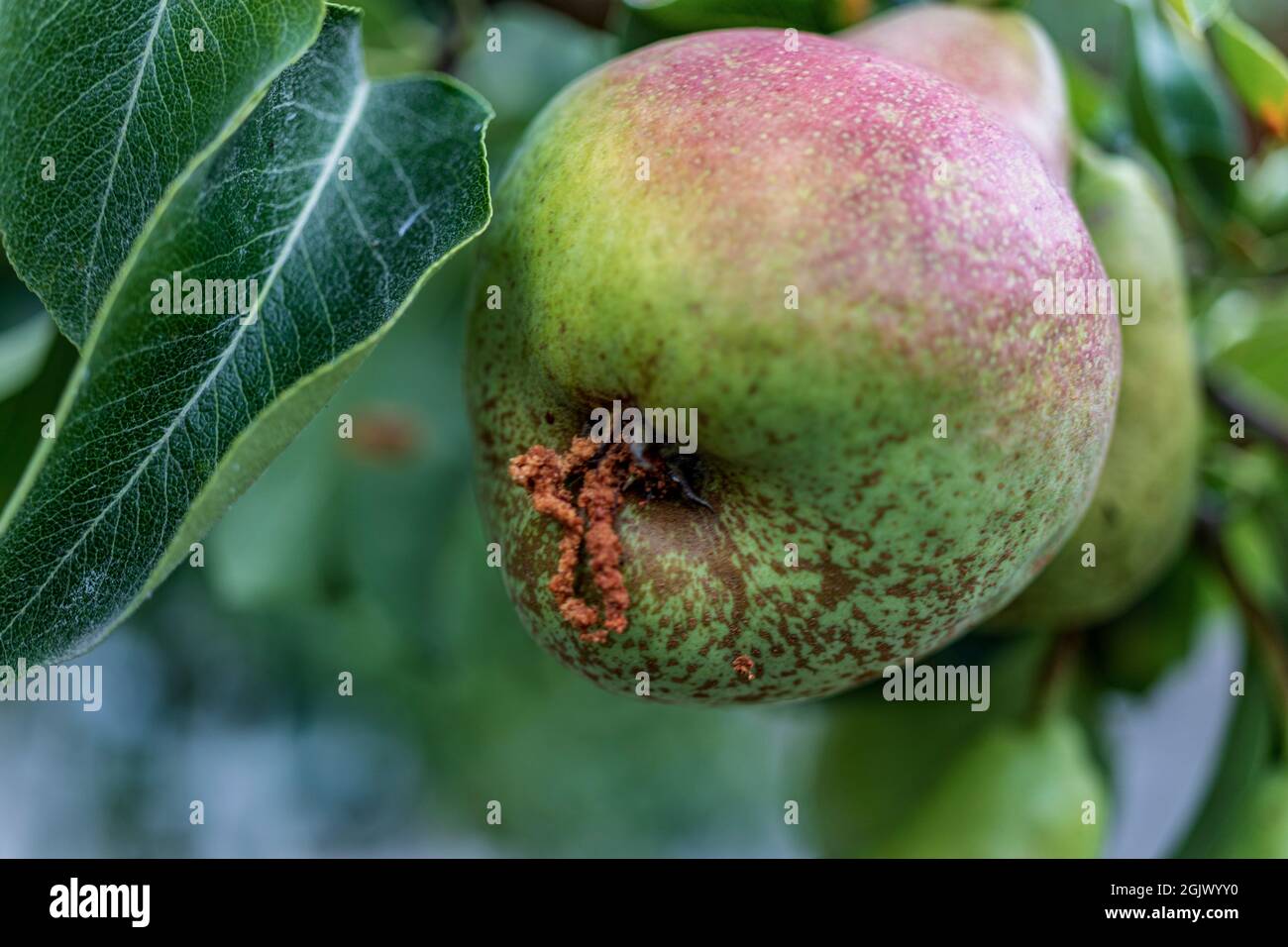 Rotten Pear High Resolution Stock Photography and Images - Alamy