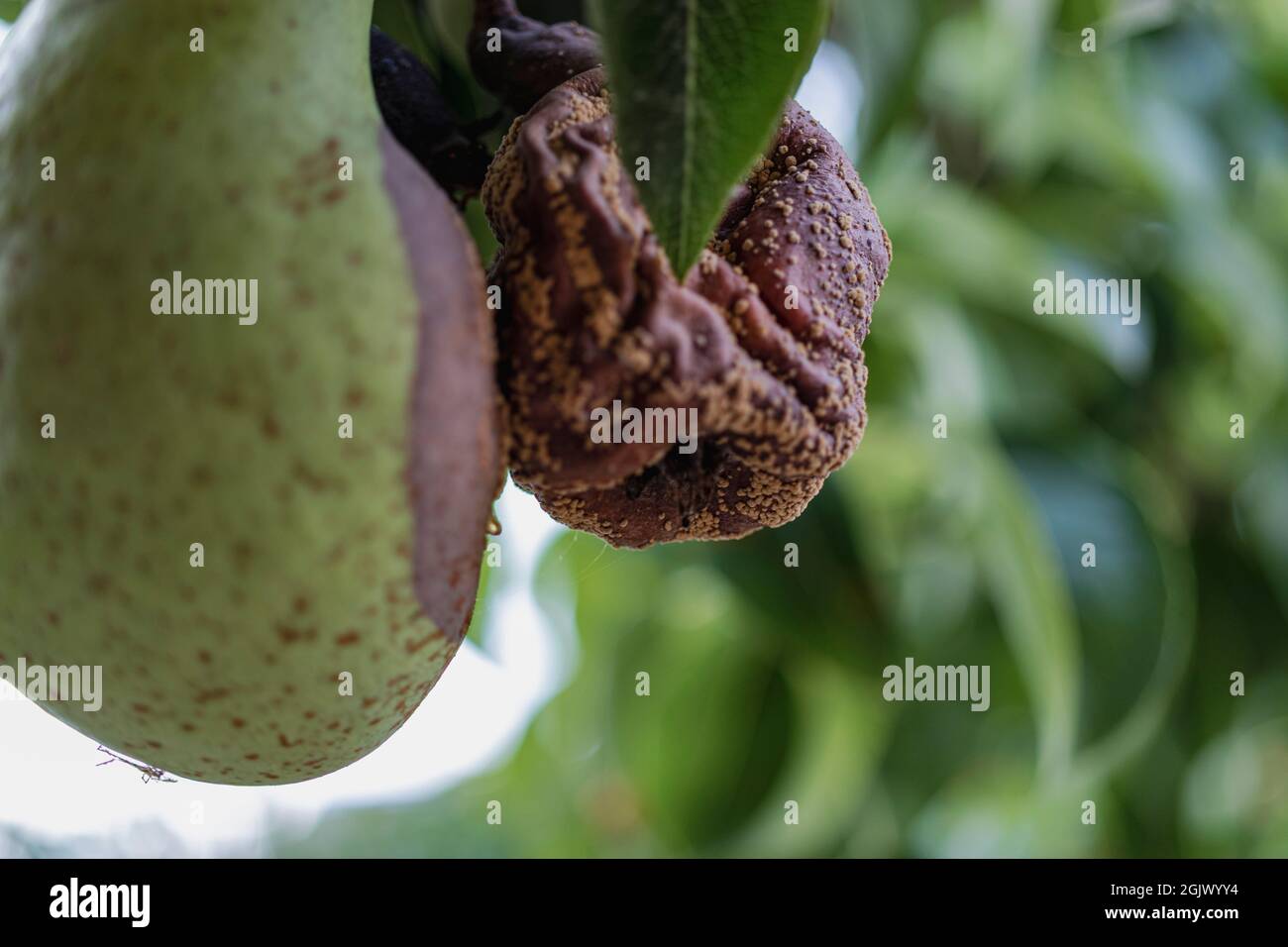 Rotten Pear High Resolution Stock Photography and Images - Alamy
