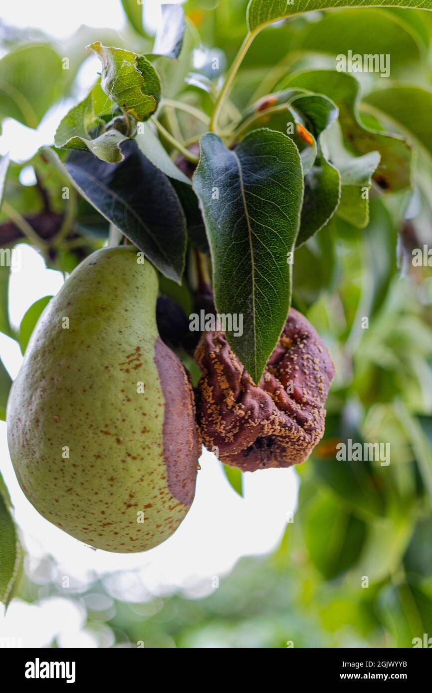 Rotten Pear High Resolution Stock Photography and Images - Alamy