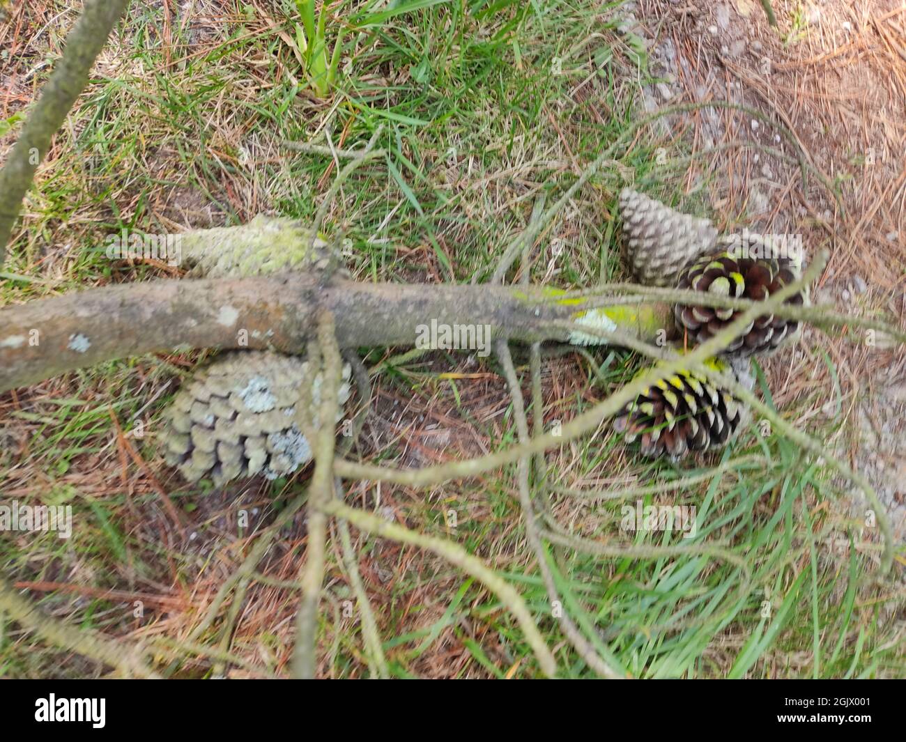A top view of pine cones on the ground Stock Photo - Alamy