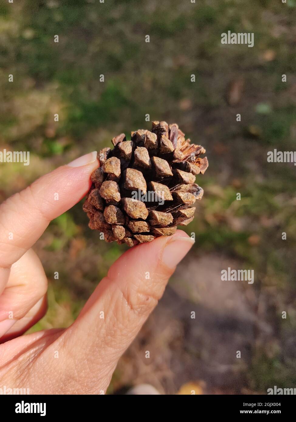 A closeup shot of a pine cone in the hand Stock Photo - Alamy