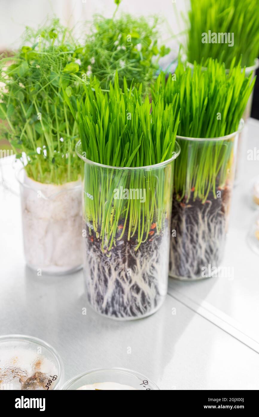 Seed germination test hi-res stock photography and images - Alamy