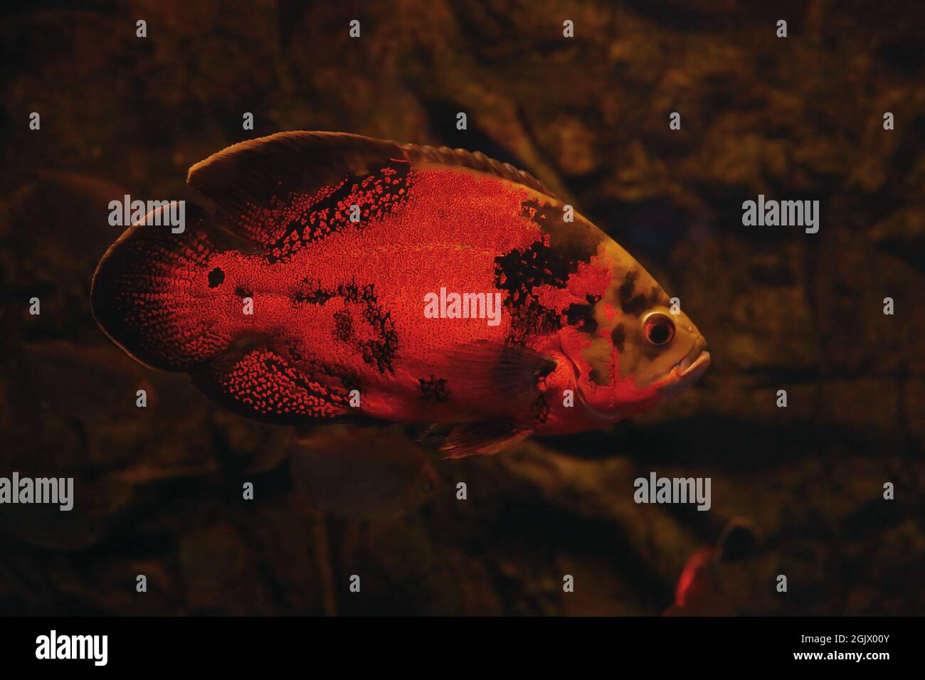 Exotic Freshwater Tropical Fish