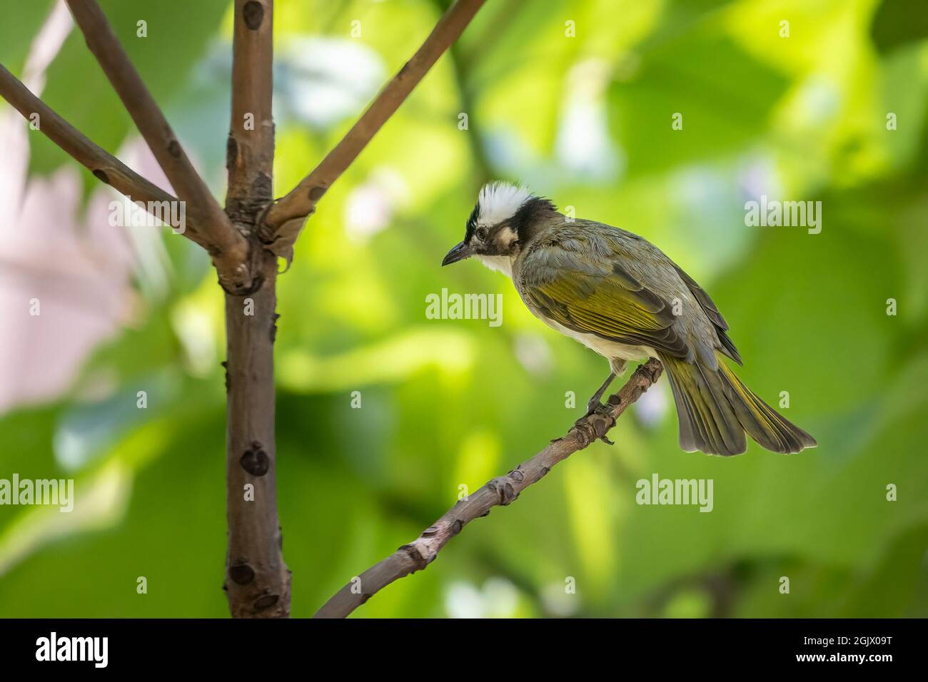 Close-up of a light-vented (Chinese) Bulbuls (Pycnonotus sinensis ...