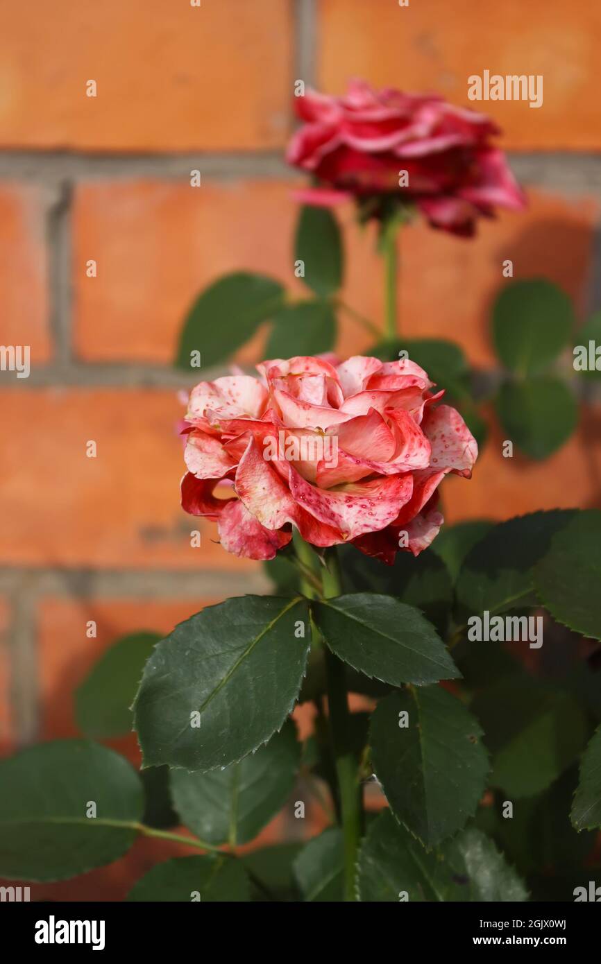 Blooming rose flowers on the brick wall background Stock Photo - Alamy
