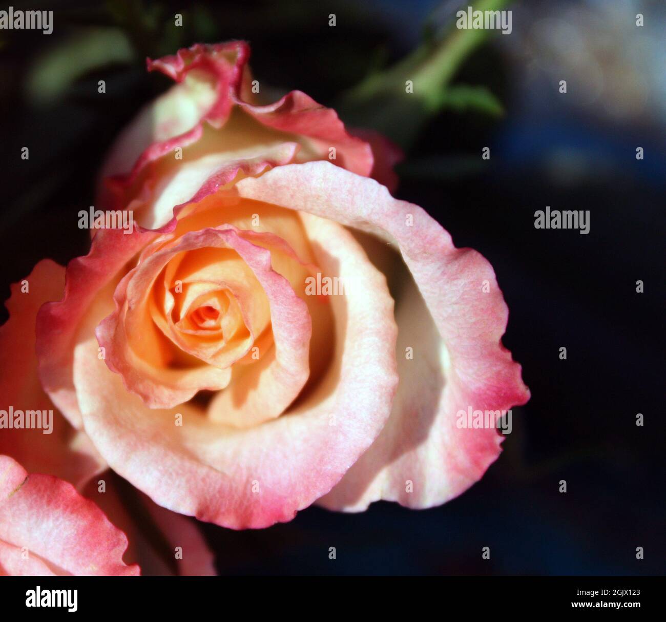 Beautiful rose flowers in sunlight close up Stock Photo - Alamy