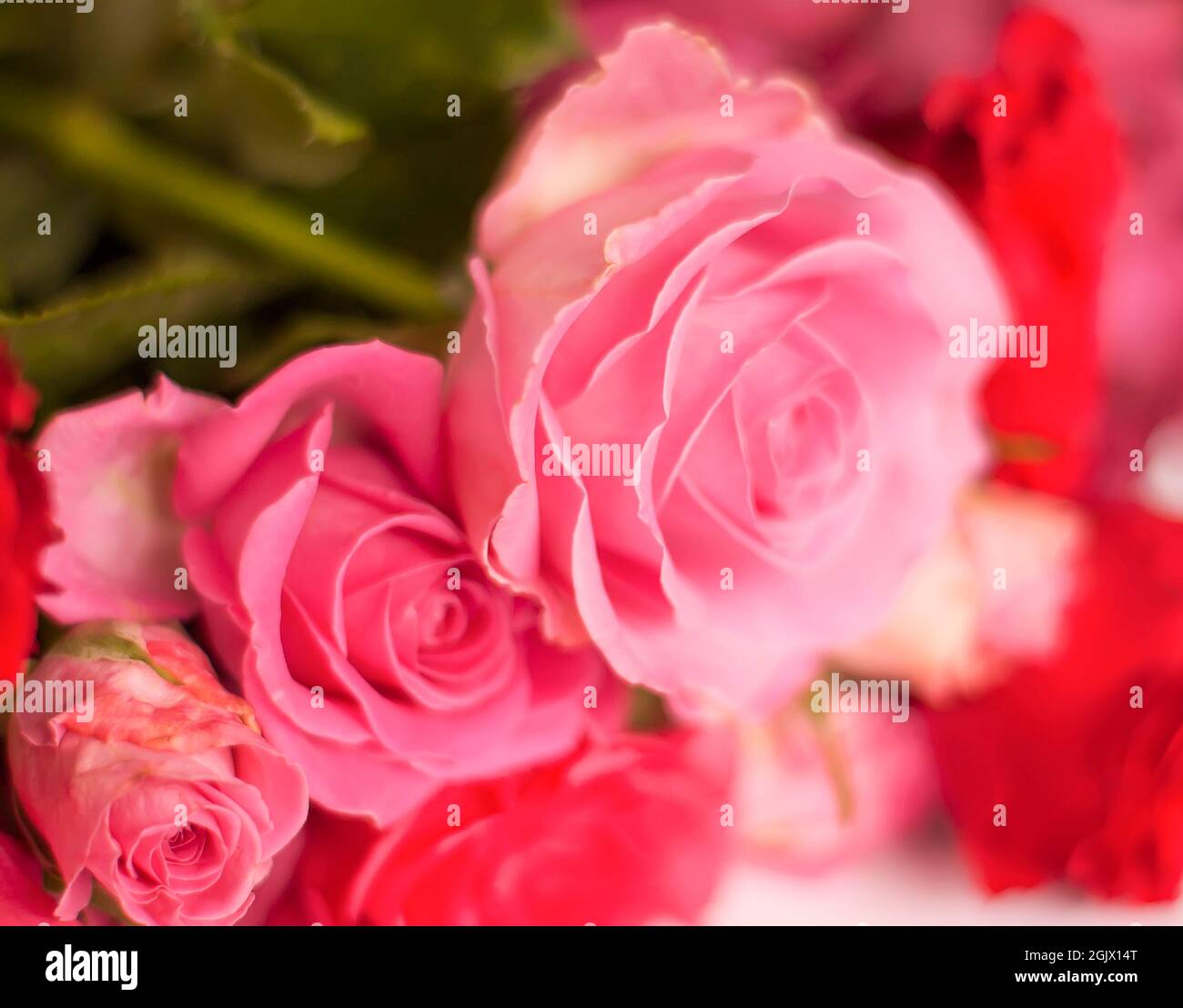 Beautiful bouquet of pink and red rose flowers Stock Photo - Alamy