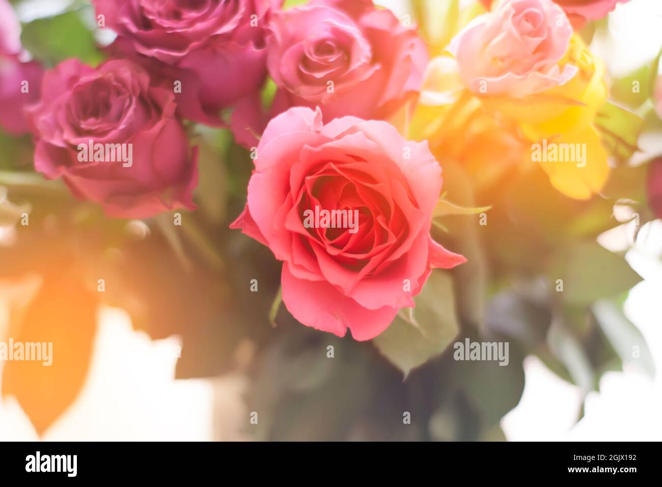 Beautiful bouquet of pink and red rose flowers Stock Photo - Alamy