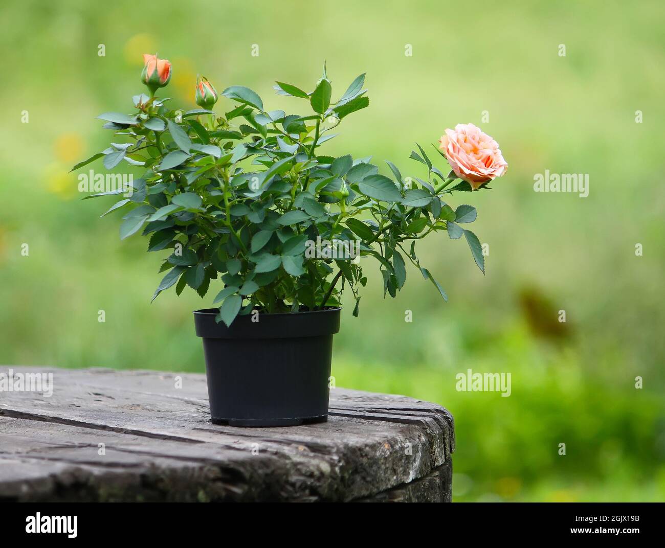 Rose flowers growing in the summer garden Stock Photo - Alamy