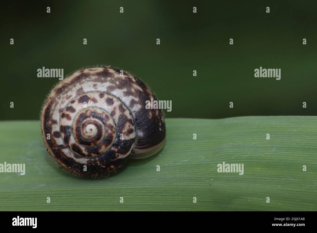 Gastropods hi-res stock photography and images - Alamy