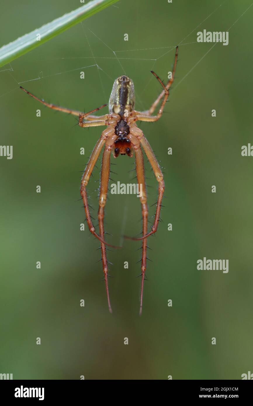 Metellina segmentata - male, often known as the Autumn Spider Stock ...