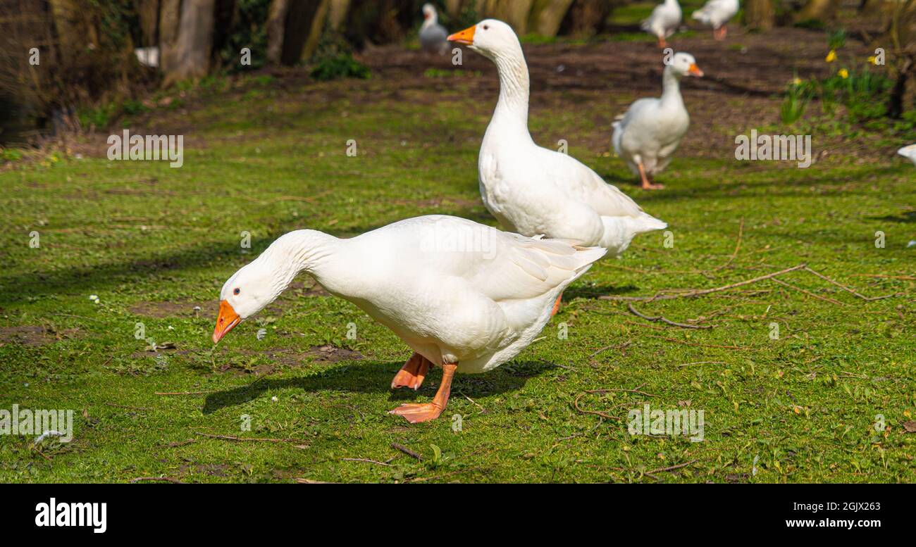 Close up low level view of Embden Emden Geese. Single portrait shot of ...
