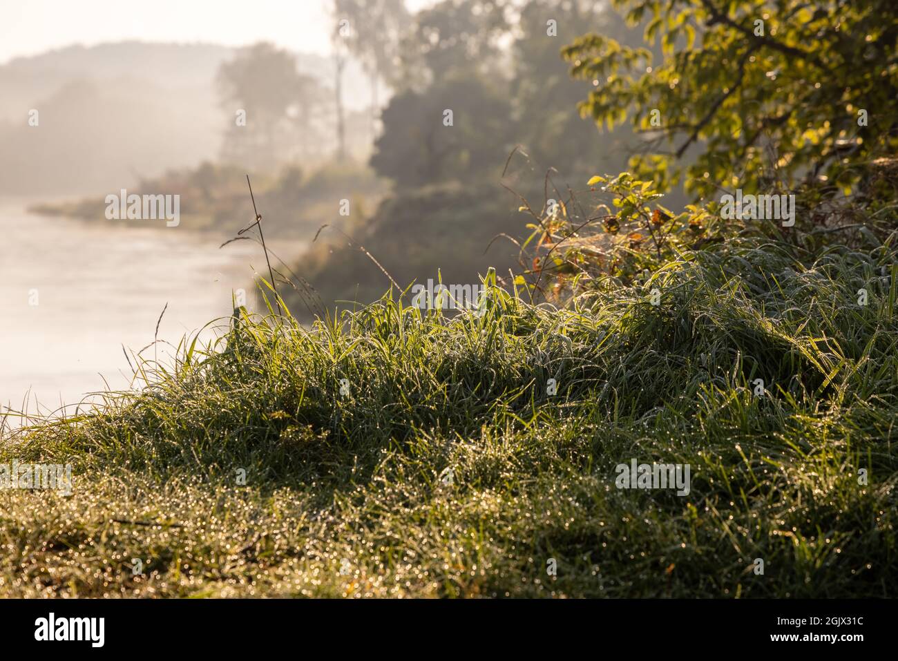 Fresh early morning mist in the forest near the river. Beautiful ...