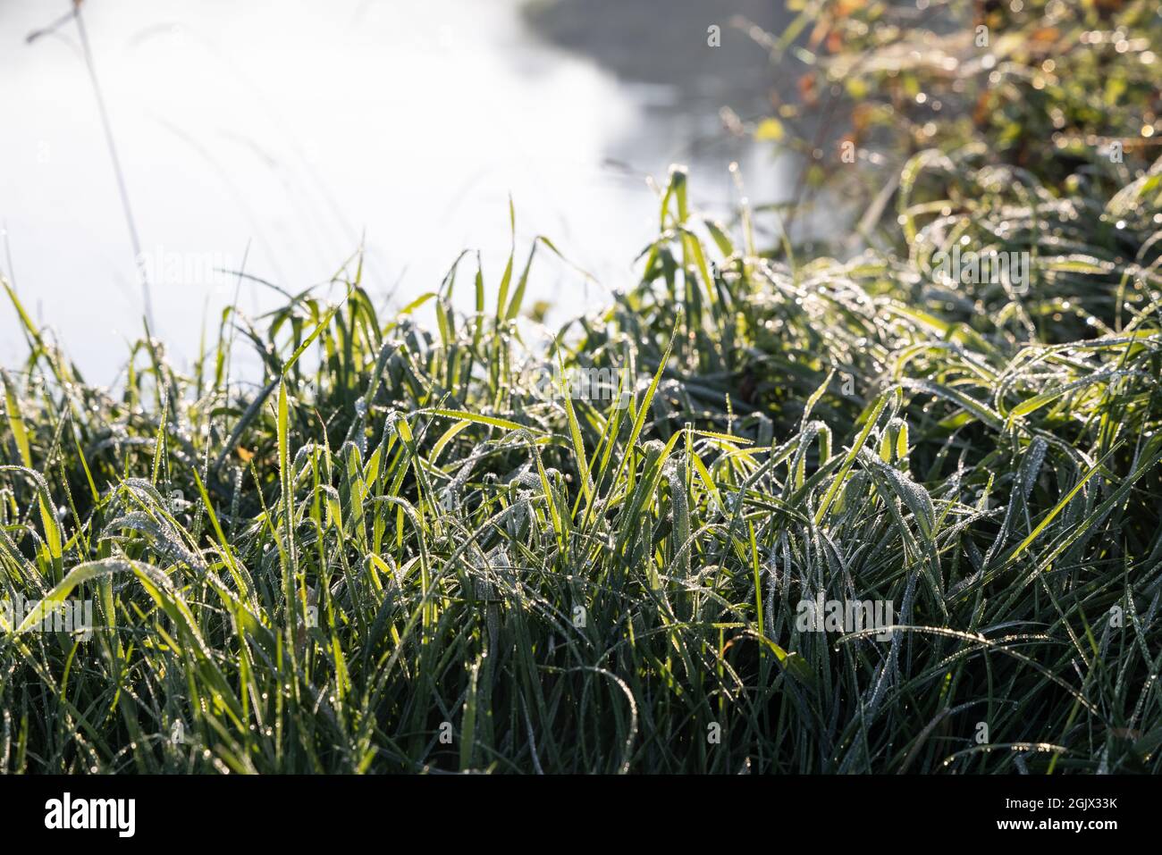 Fresh early morning mist in the forest near the river. Beautiful ...
