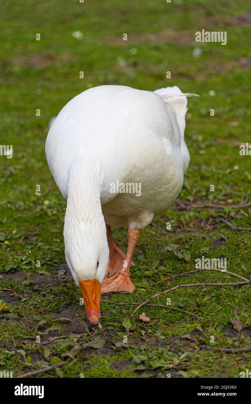 Close up low level view of Embden Emden Geese. Single portrait shot of ...