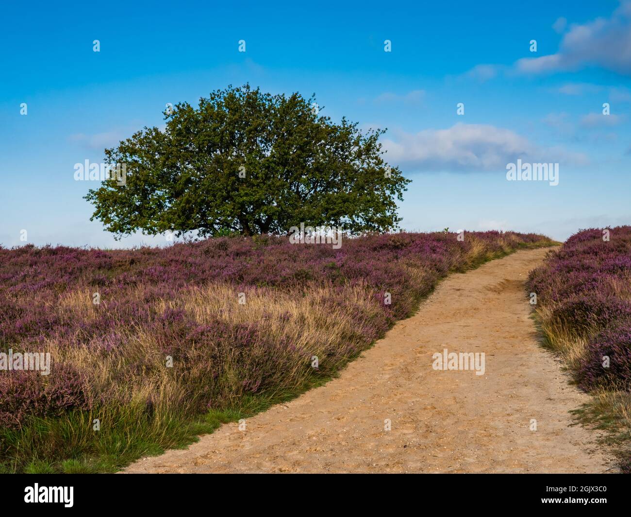 Heather blooming season hi-res stock photography and images - Alamy