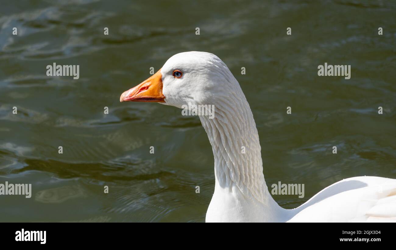 Close up low level view of Embden Emden Geese. Single portrait shot of ...