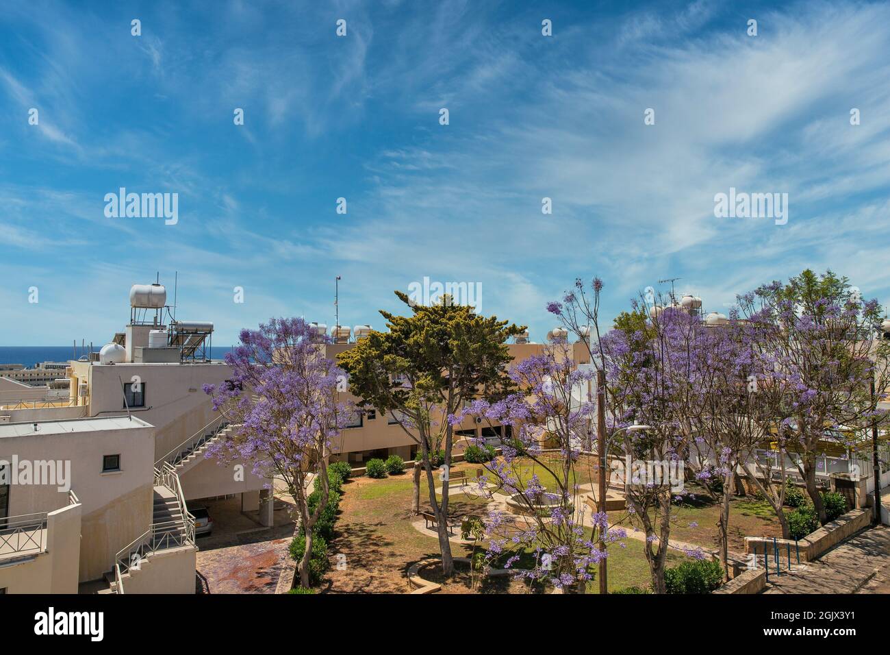 Ayia Napa cityscape, small garden blooming trees with purple flowers ...