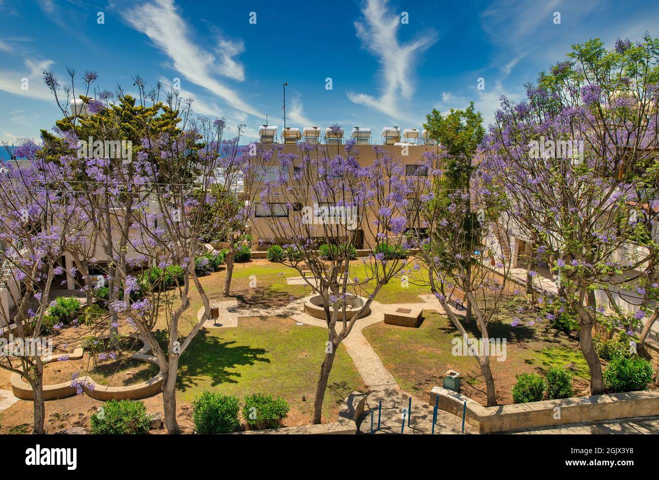 Ayia Napa cityscape, small garden blooming trees with purple flowers ...