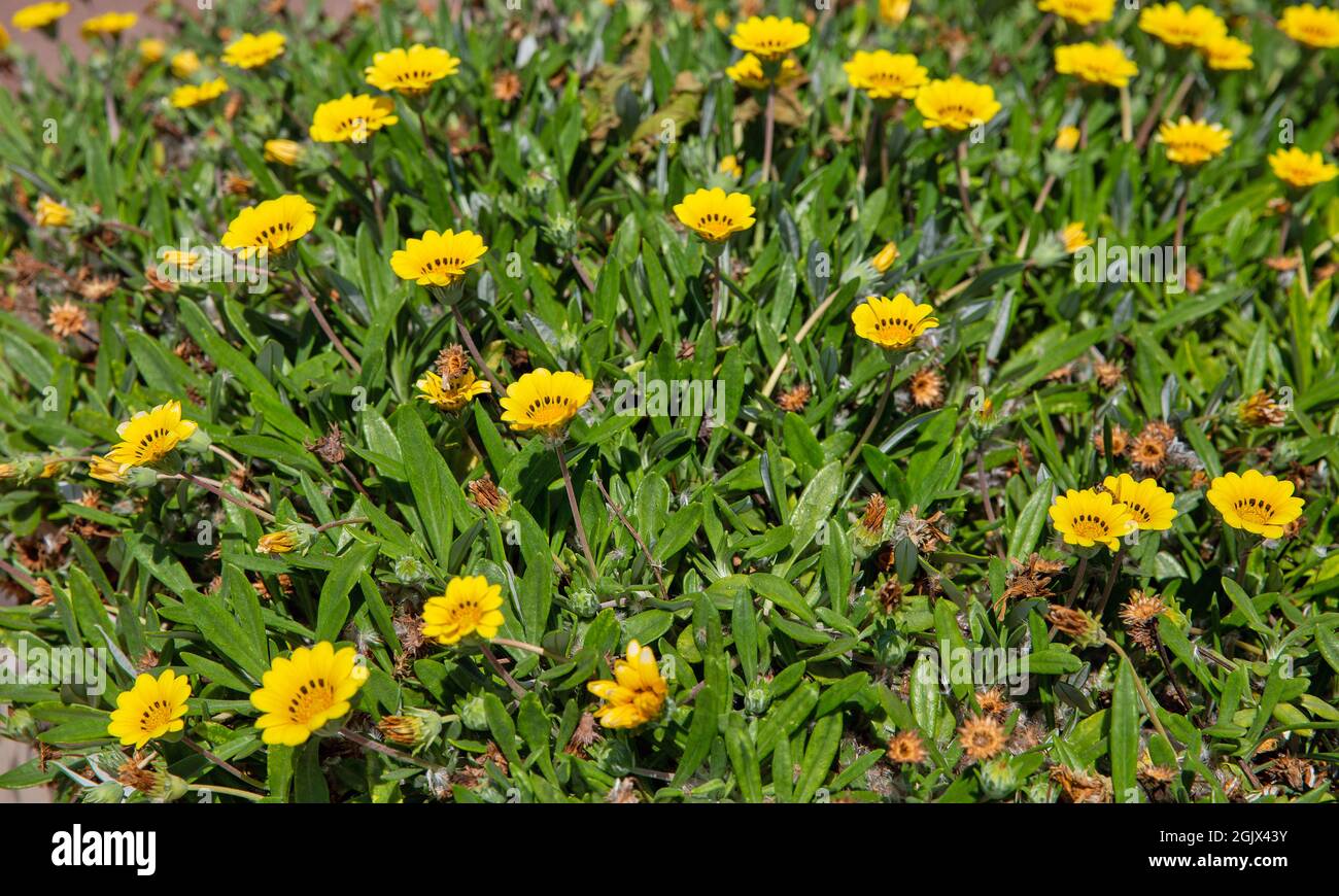 Closeup yellow daisy hi-res stock photography and images - Alamy