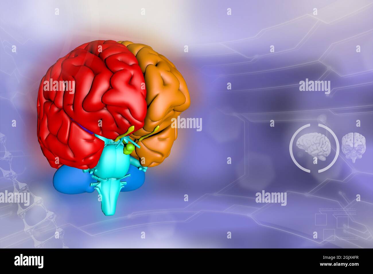 Medical 3D illustration - human brain, memory work concept - very ...