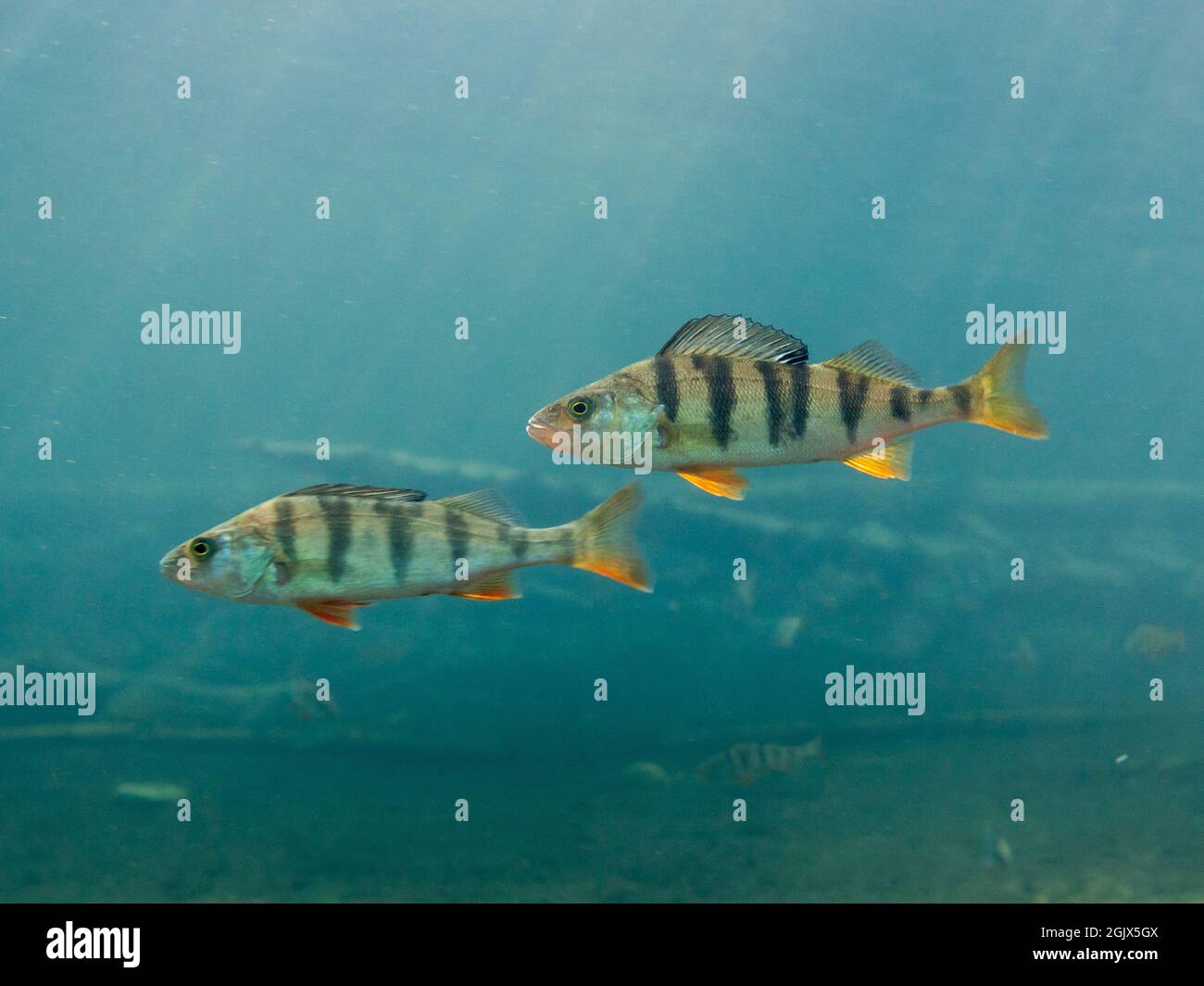Freshwater swim hi-res stock photography and images - Alamy