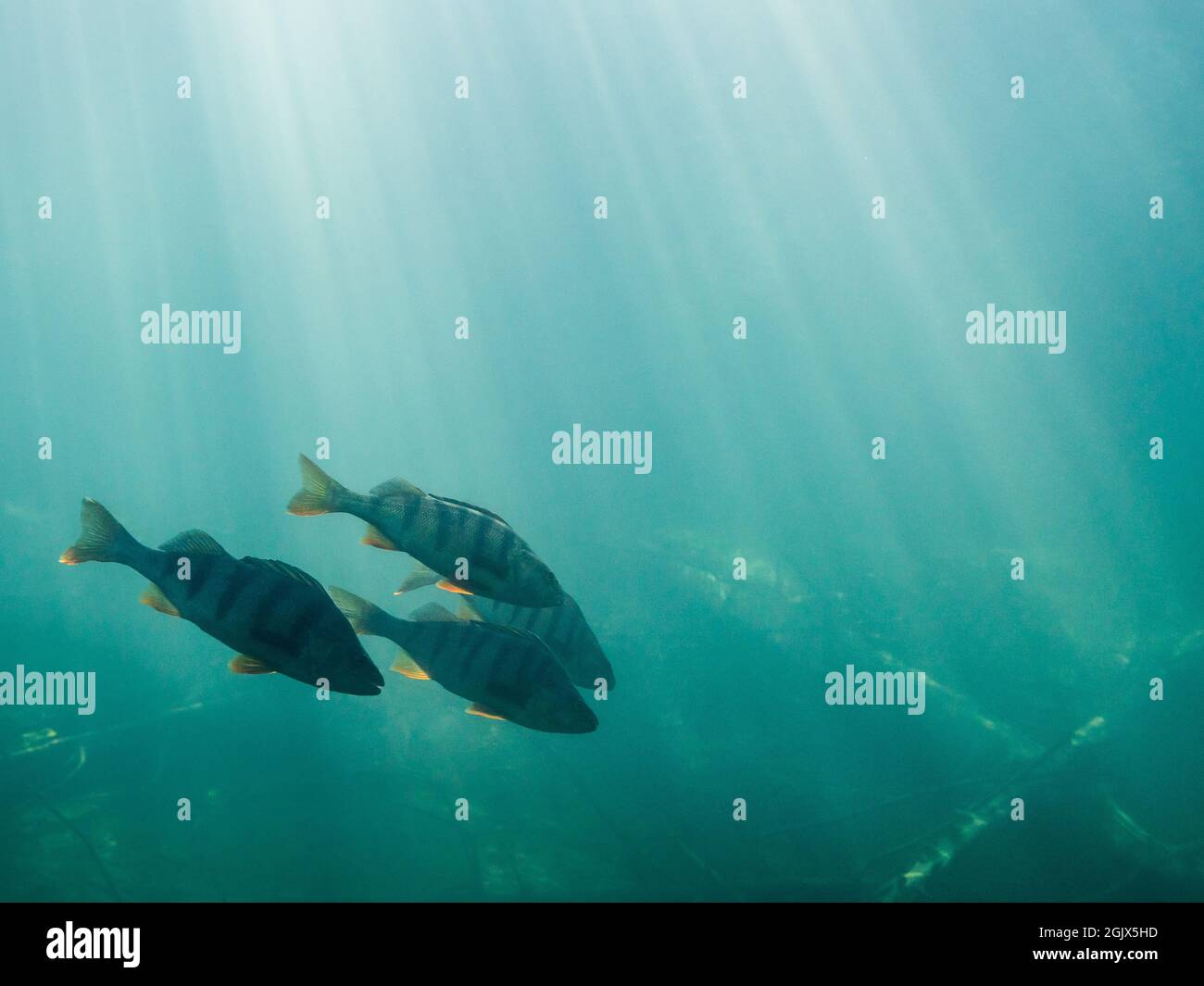 Group of big perch swimming towards lake bottom Stock Photo - Alamy