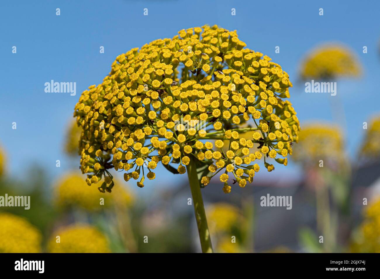 Yellow flower cluster hi-res stock photography and images - Alamy
