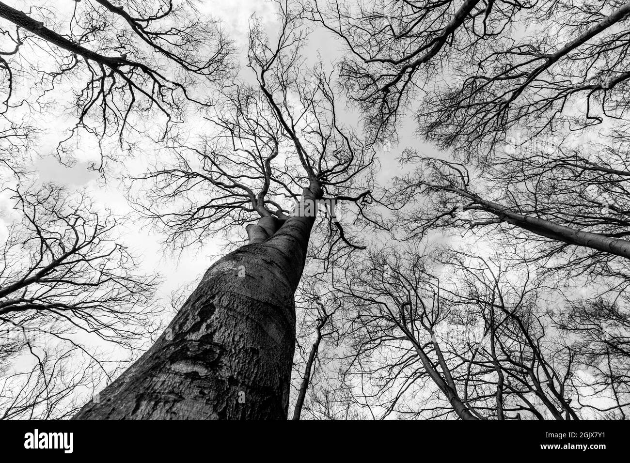 Up Tree view of beech tree against blue sky for natural layer nature ...