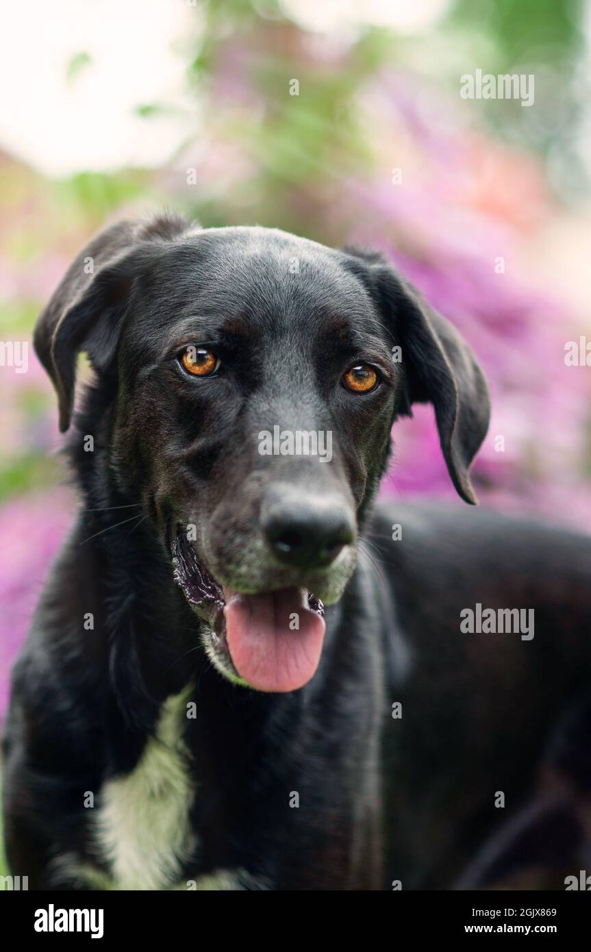 Beautiful black mongrel dog in front of a garden backdrop Stock Photo ...