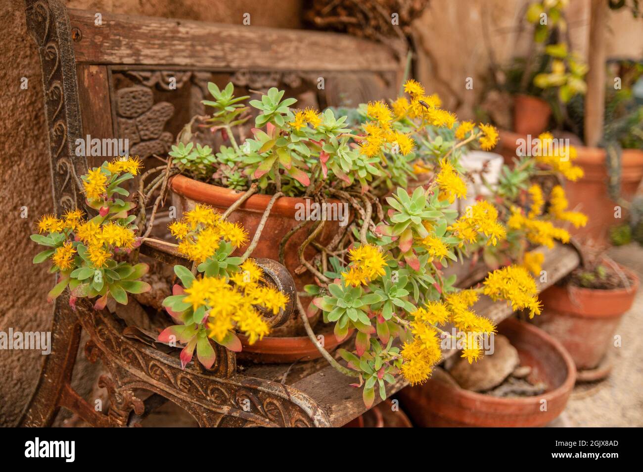 Mediterranean still life - old decorated wooden bench with plants Stock ...
