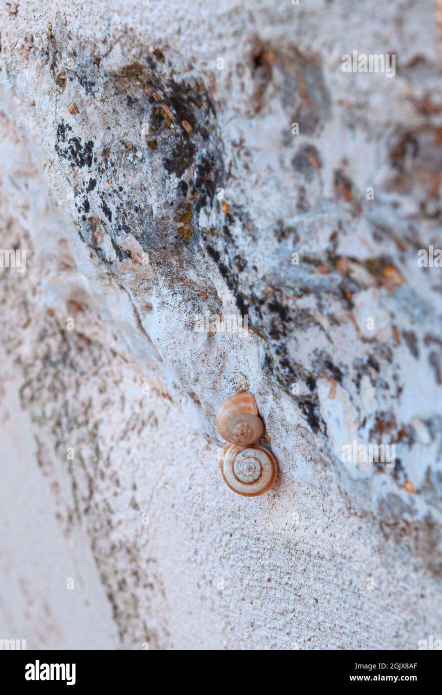 Two pretty snail shells on a rustic wall Stock Photo - Alamy