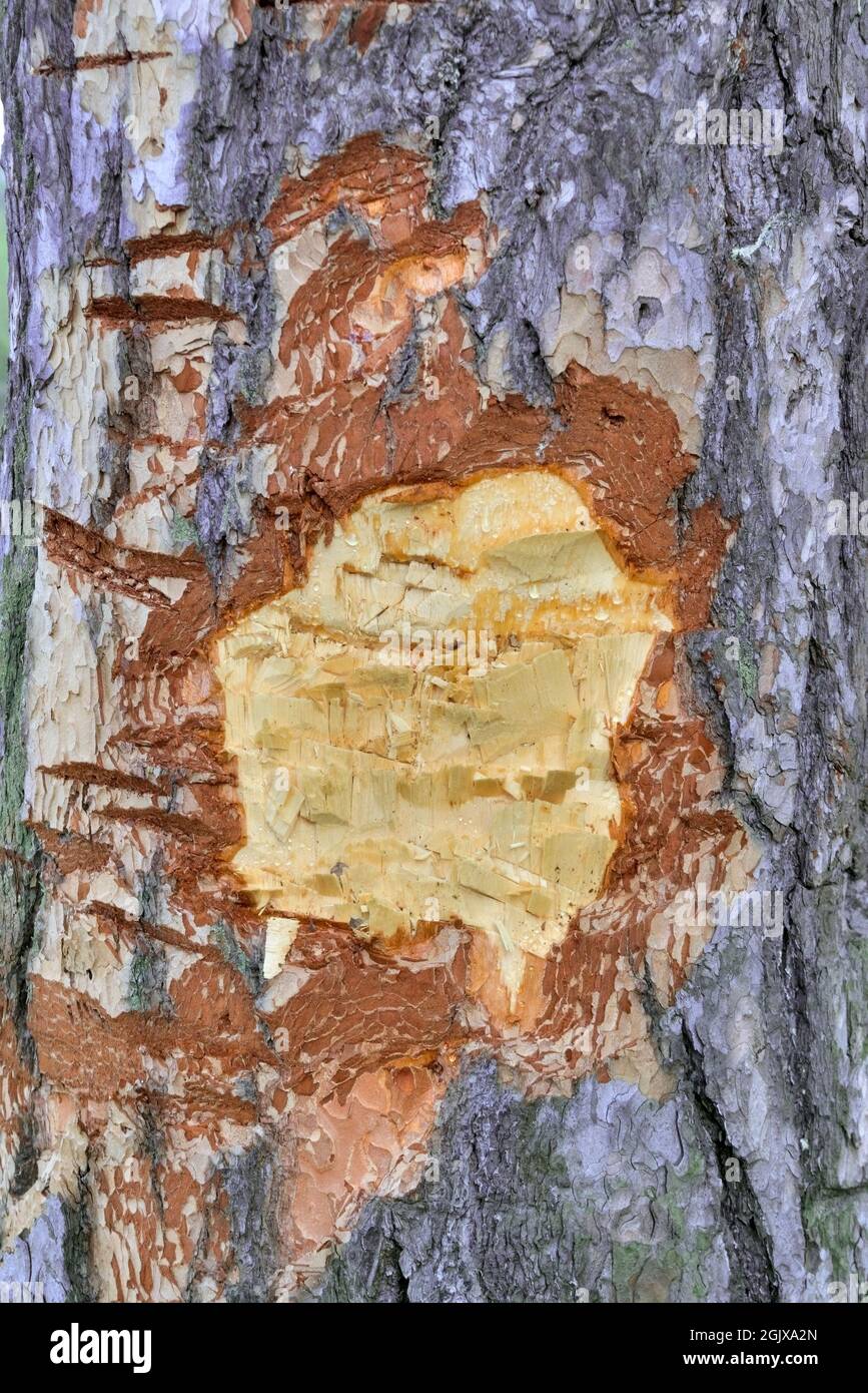 Tree bark background texture. Real wooden tree bark. Wooden pattern ...