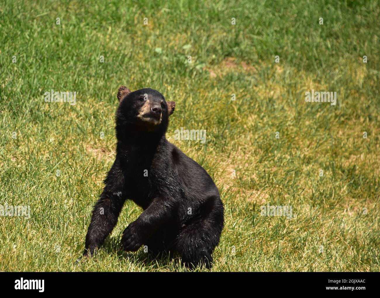 Adorable young black bear cub preparing to stand up on back legs Stock ...