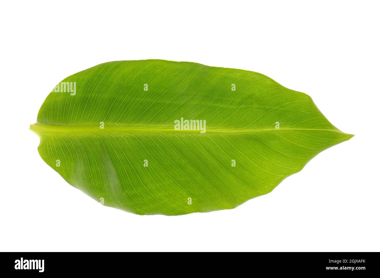 Single green leaf on white background Stock Photo - Alamy