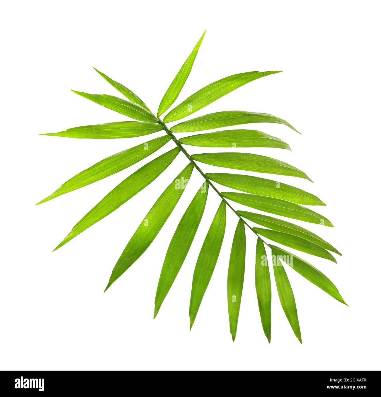 Green coconut leaf on white background Stock Photo - Alamy