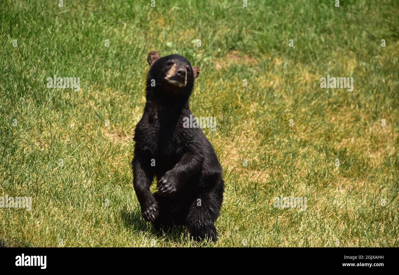 Very cute young black bear standing up on back legs in grass Stock ...