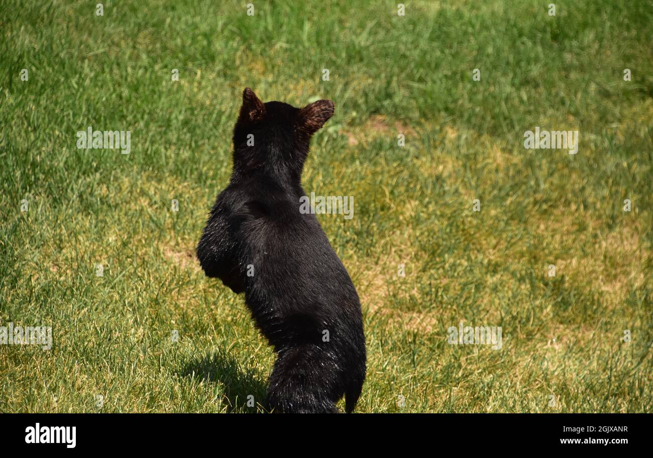Black bear cub standing on back legs looking over shoulder Stock Photo ...