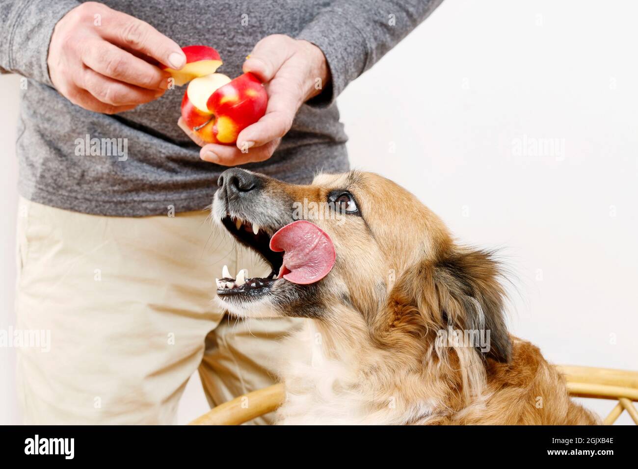 Friends forever: man feeding his lovely dog with an apple. Relax time ...